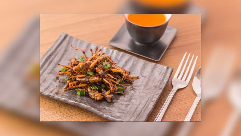 Robaki i breje: witamy w świecie „alternatywnego białka”